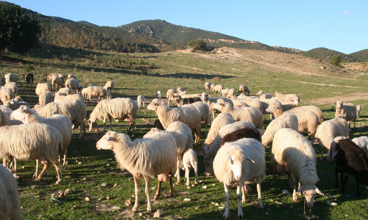 Flora e fauna della Sardegna: animali rari e macchia profumata ...