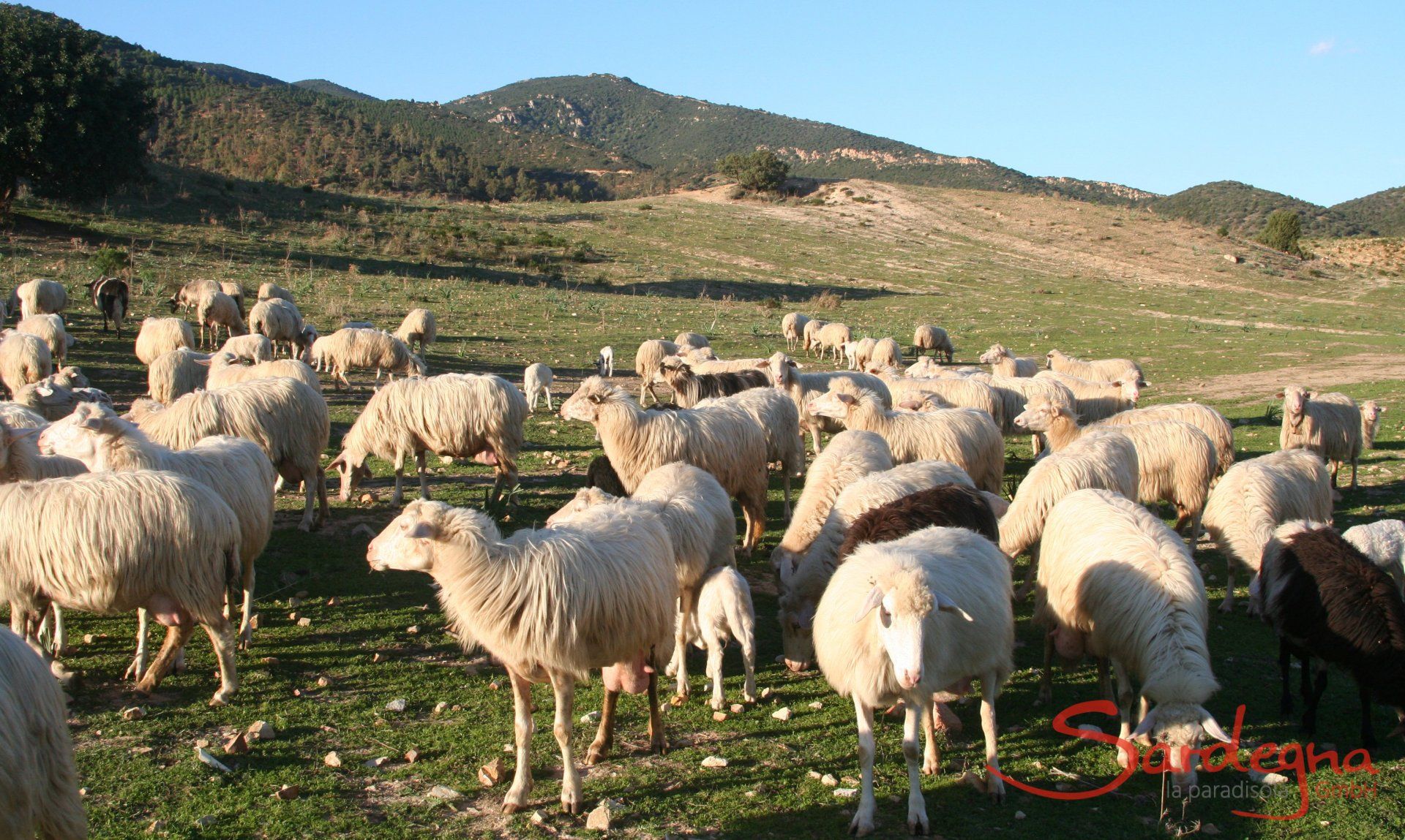 Flora e fauna della Sardegna: animali rari e macchia profumata ...